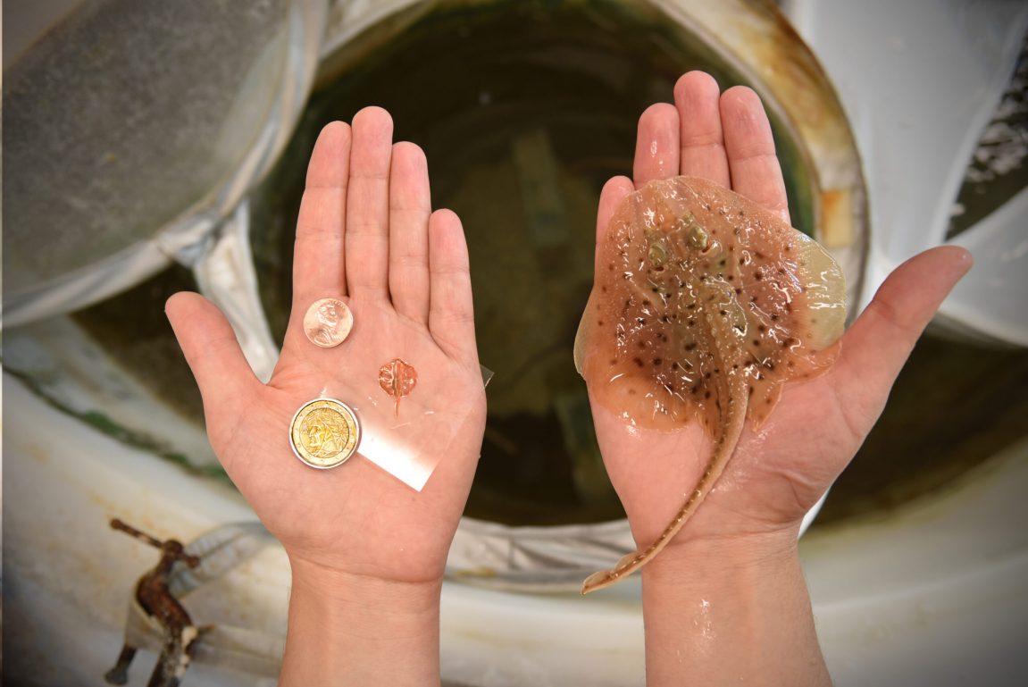 A Bio-Hybrid Stingray Robot Powered By Rat Muscle