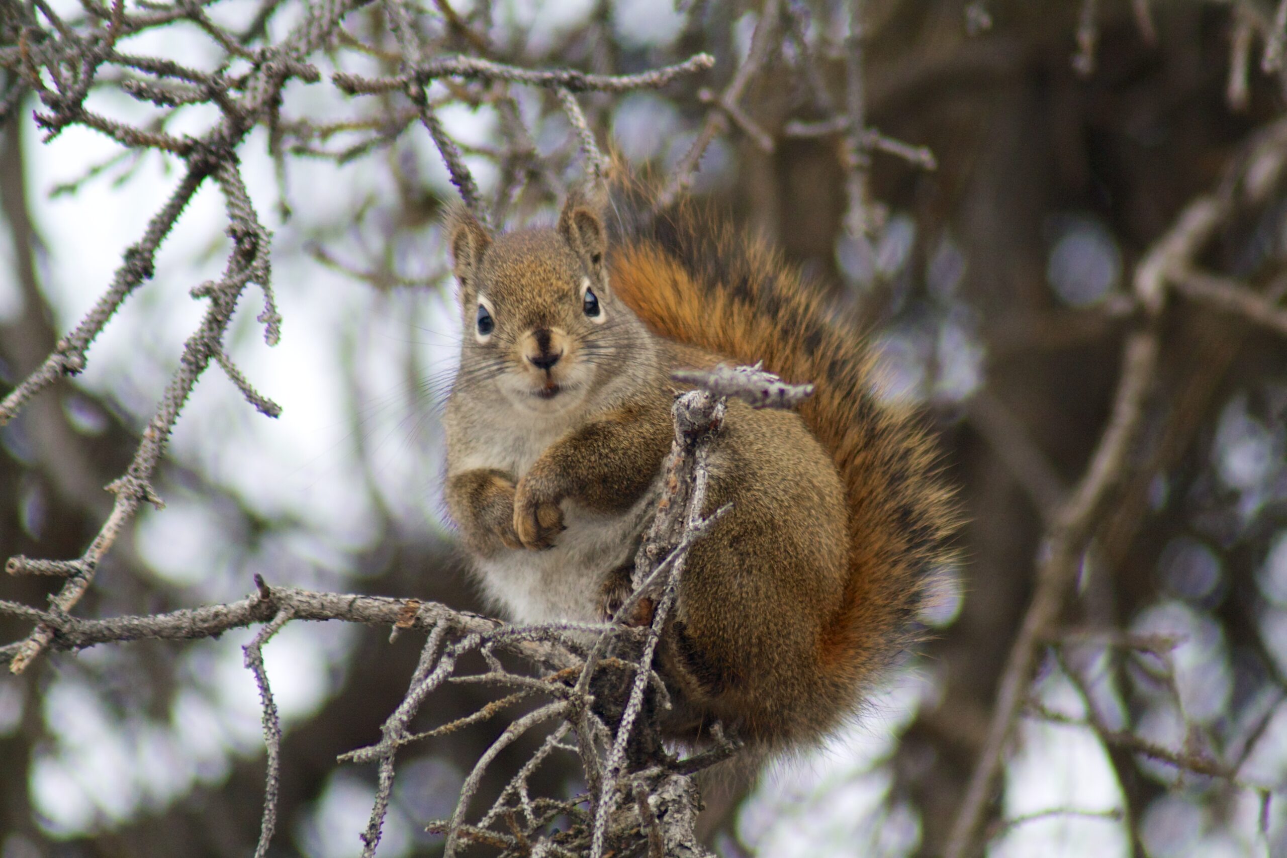 Baby squirrels are less likely to die if they’re born early