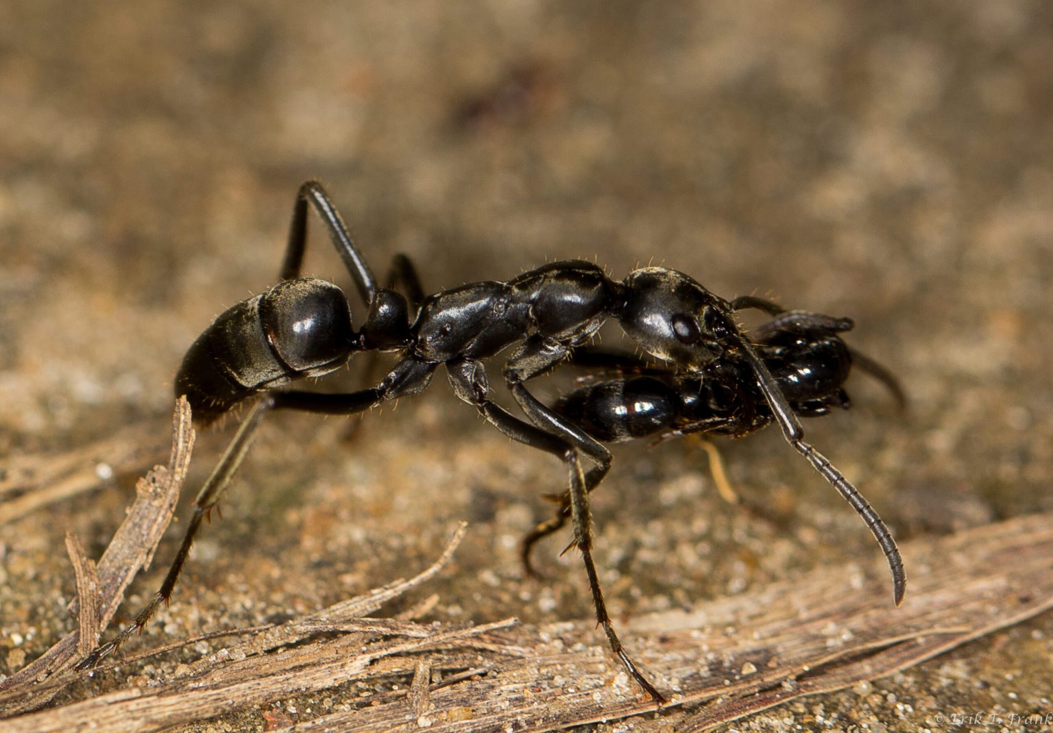 Four intense ways insects sacrifice themselves for the good of the colony