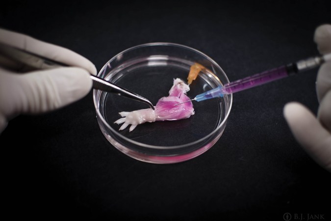 This Bioengineered Rat Kidney Could Pave The Way For On-Demand ...