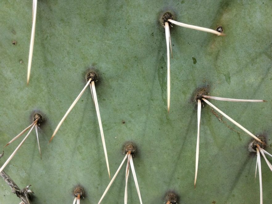 How to remove cactus spines | Popular Science