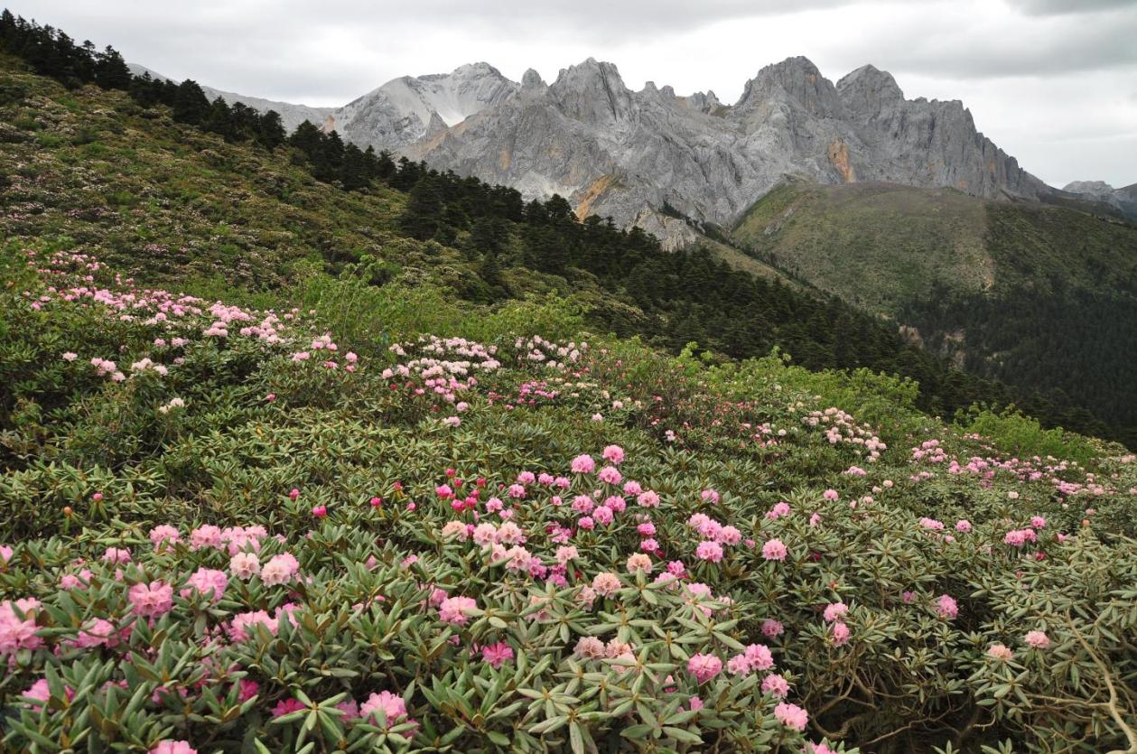 As mountains grow, they drive the evolution of new species