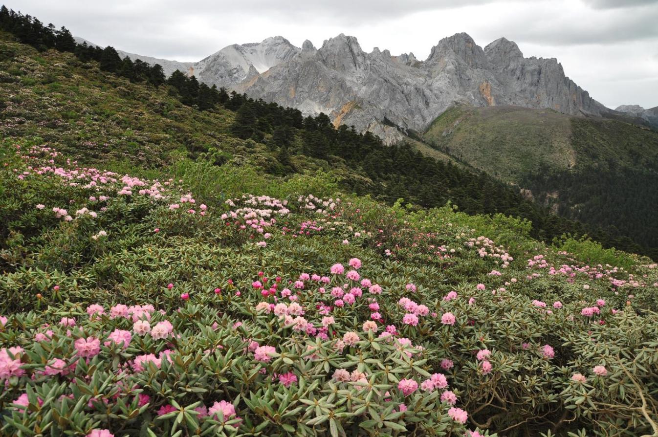 As mountains grow, they drive the evolution of new species