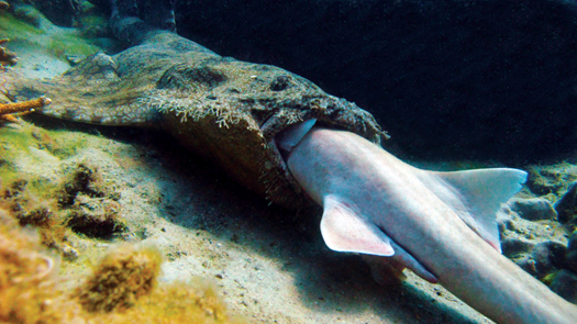 Speedo's Super-Fast, Shark-Skin-Inspired Fastskin Swimsuit Is Actually ...