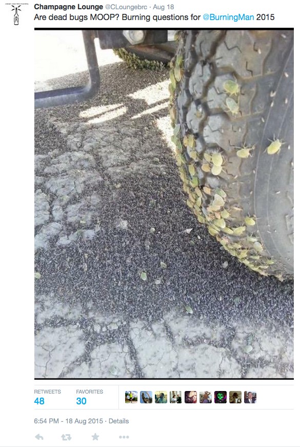 “Disgusting” Bugs That Infested Burning Man Not Actually Disgusting