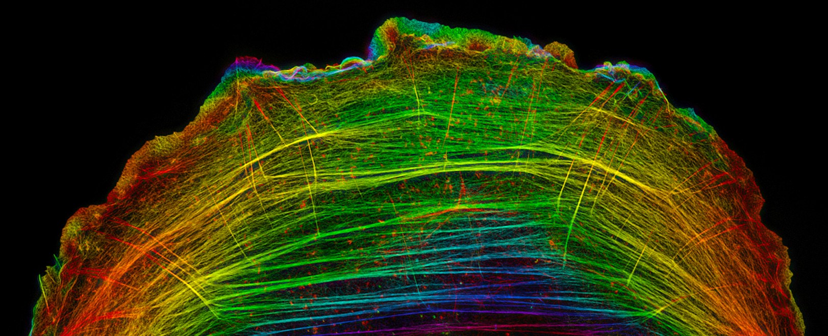 Feast Your Eyes On The Best Microscope Images Of The Year