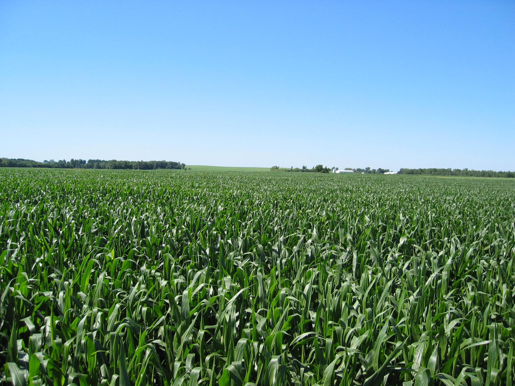 GMO Facts: 10 Common GMO Claims Debunked