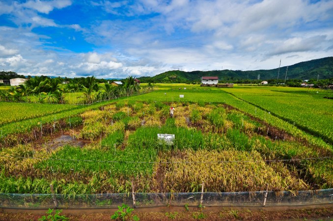 The Best-Looking Laboratory-Grown Ear Yet