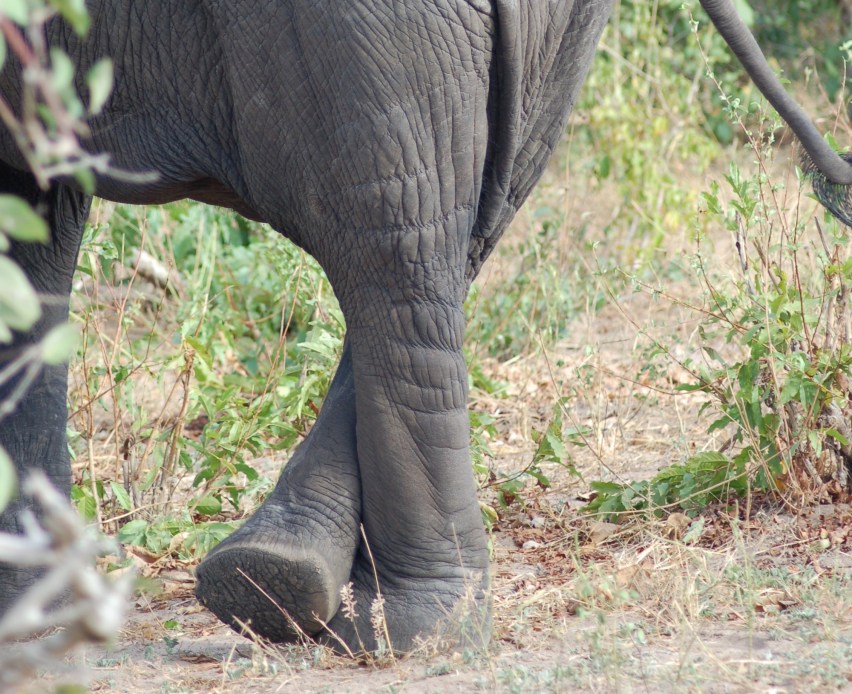How Fast Does An Elephant Pee?
