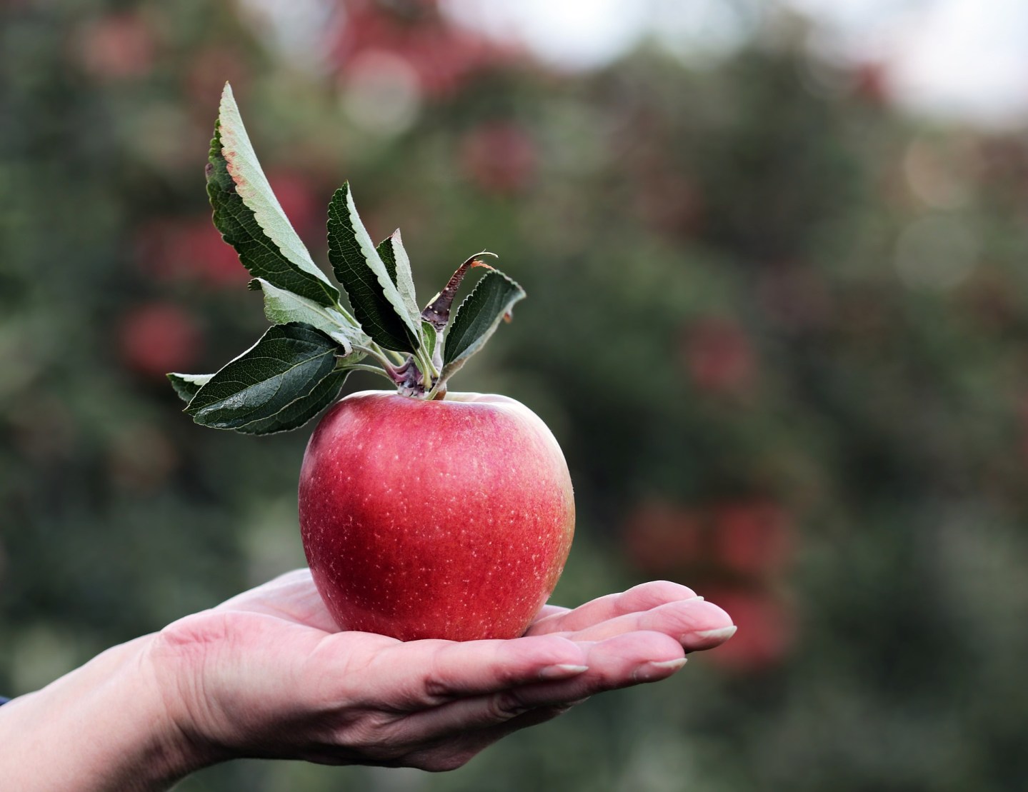 We spend most of the year eating really, really old apples. Why do they ...