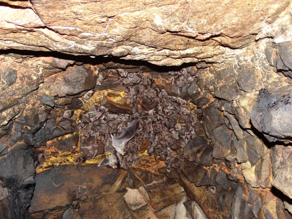 Vampire bats could soon swarm to the United States