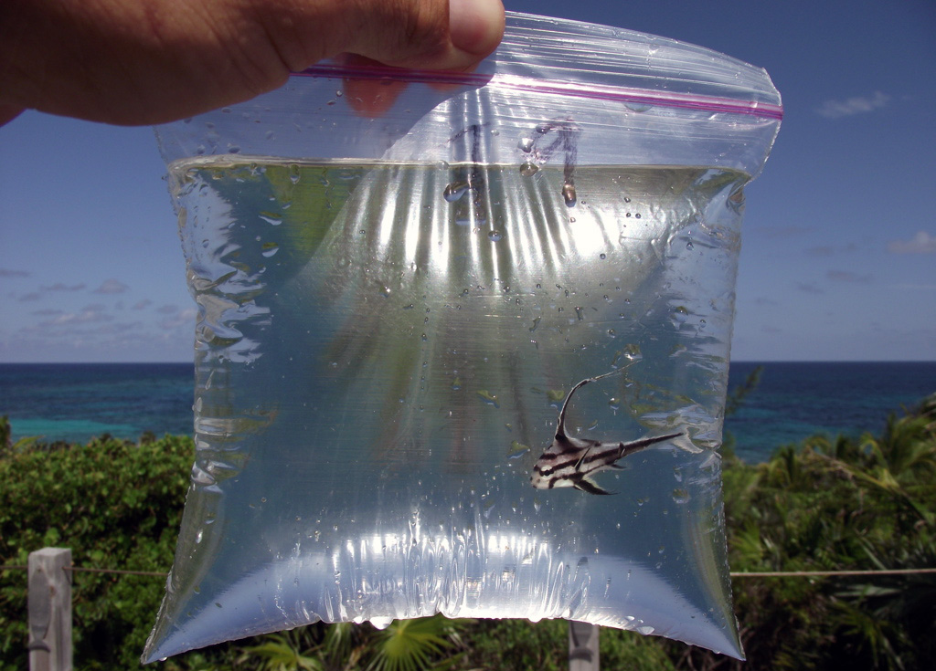 Fish Pee May Be Helping Coral Reefs More Than We Think