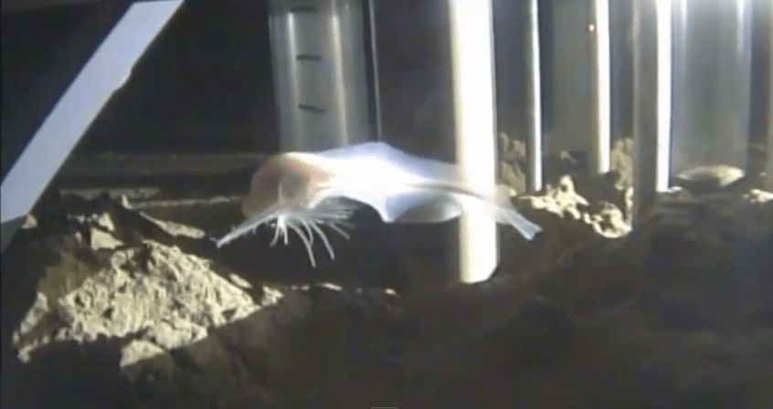 Fish Hide From Predators By Smelling Like Coral