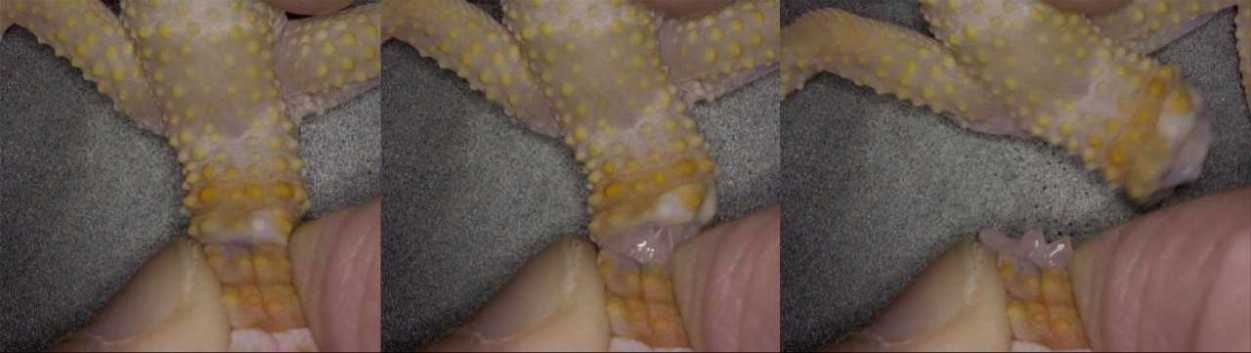 The secrets of gecko tails could help heal human spine injuries