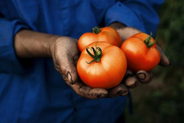 How Science Is Changing Your Thanksgiving Feast