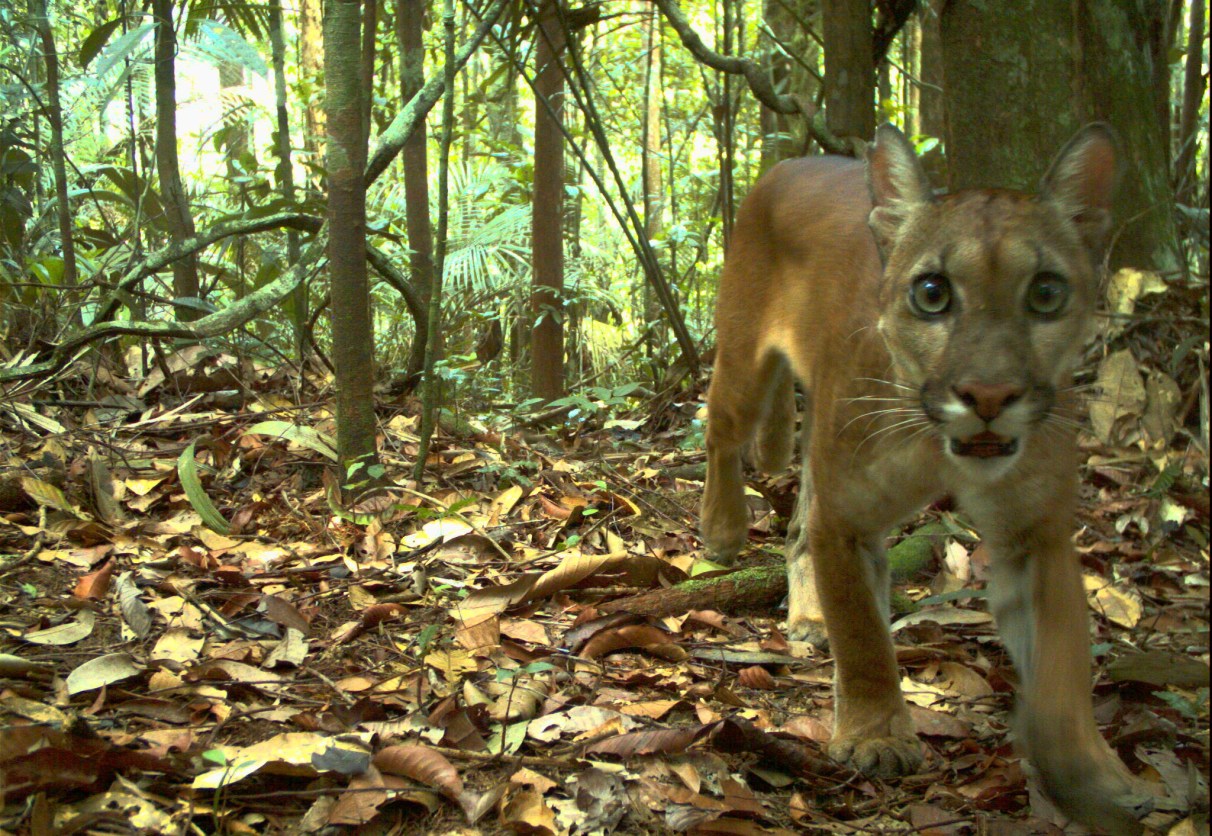 10 embarrassing animal photos captured by camera traps