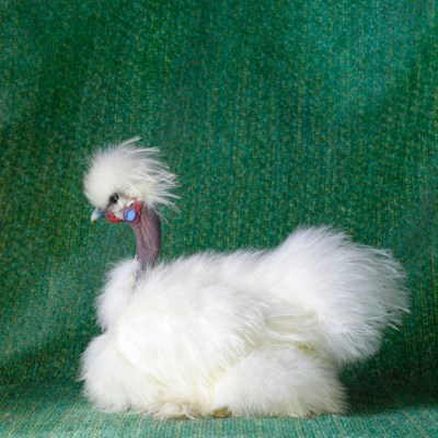 You've Never Seen Chickens Look This Human