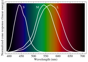 Why Can Humans See In Color?