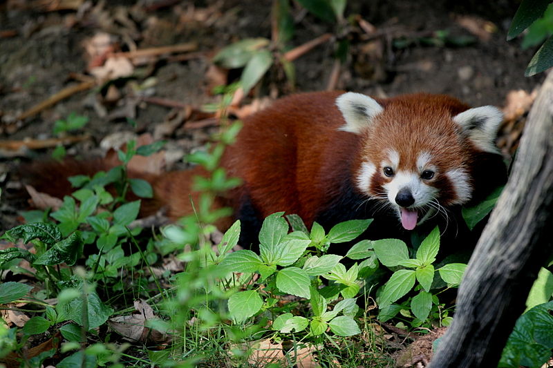 A History Of Daring Red Panda Escapes