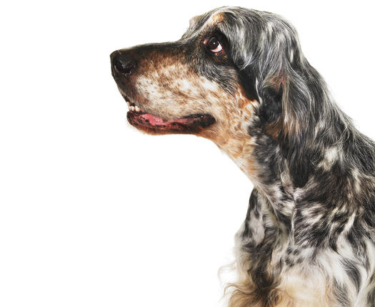 A Computer Constructed From a Consortium of Live Crabs