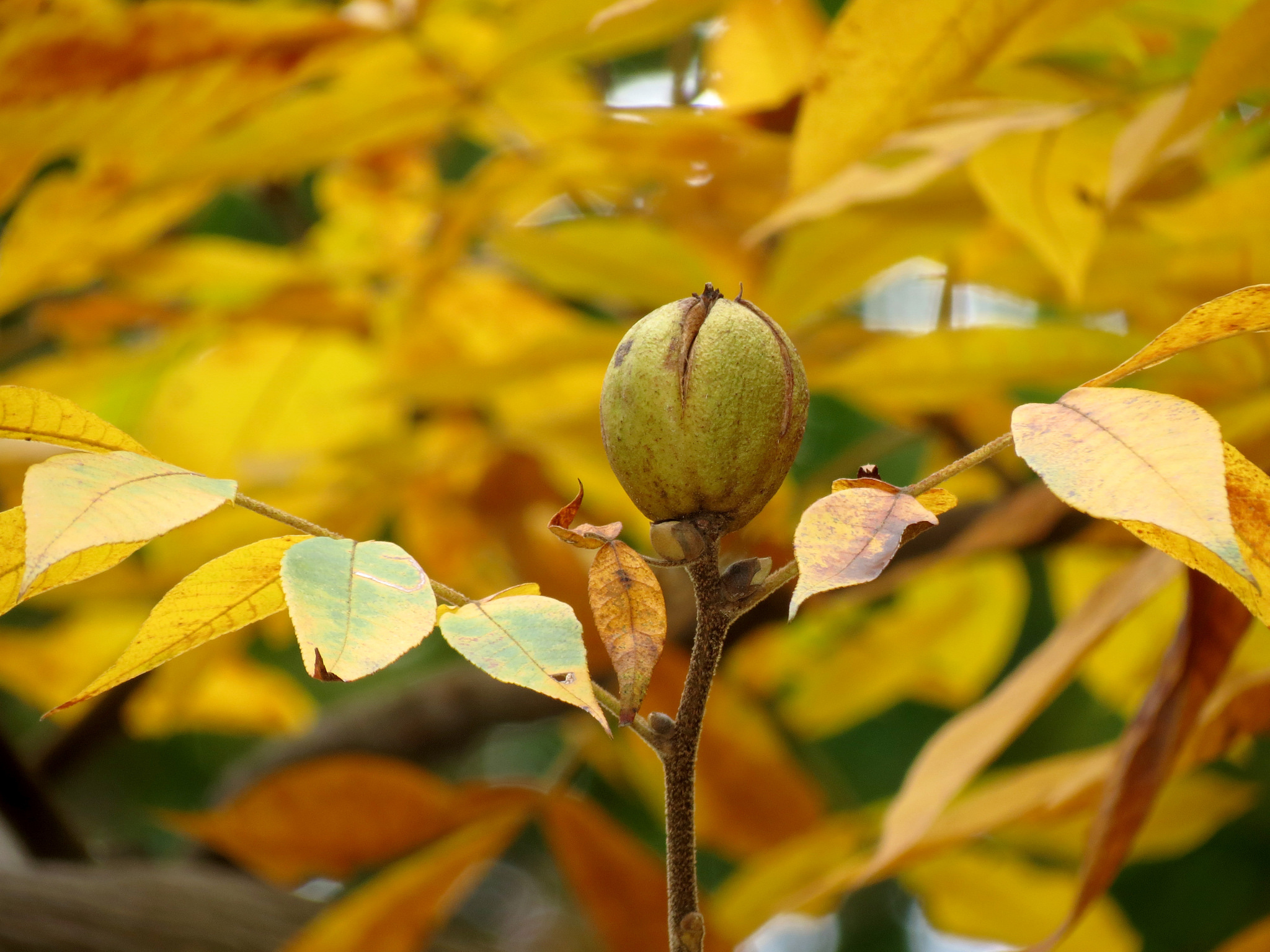 A beginner's guide to finding wild edible plants that won't kill you
