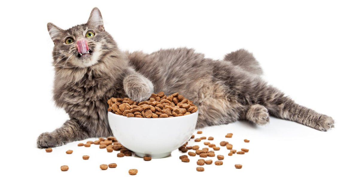 We need to stop letting our pets get fat