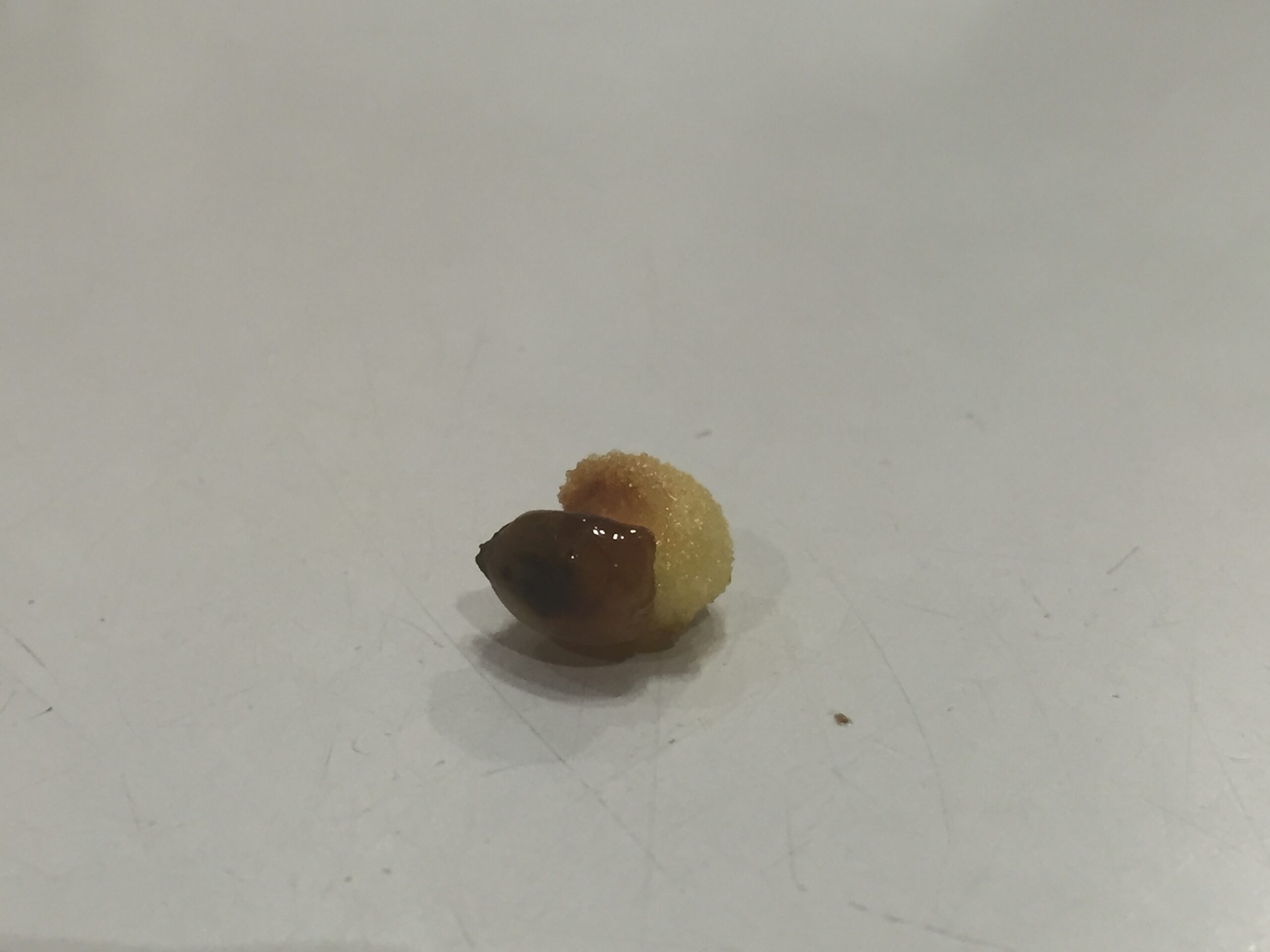 Popcorn Too Fluffy? Try Half-Popping Popcorn At Home