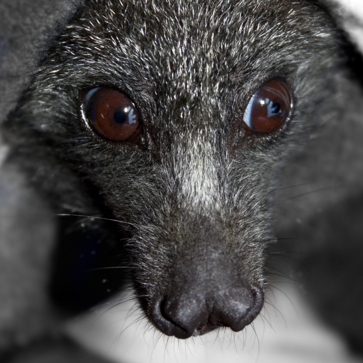 How Bat Genomes Could Help Make You Healthy