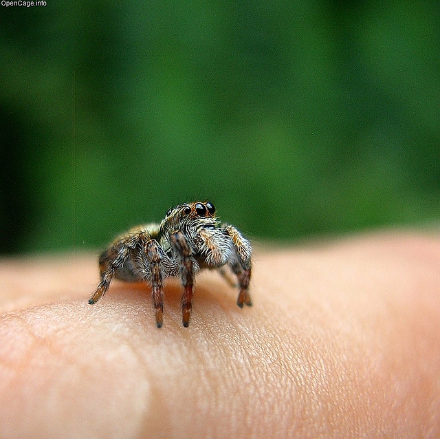 Jumping Spiders Are the Cutest, and You Can Catch Your Own