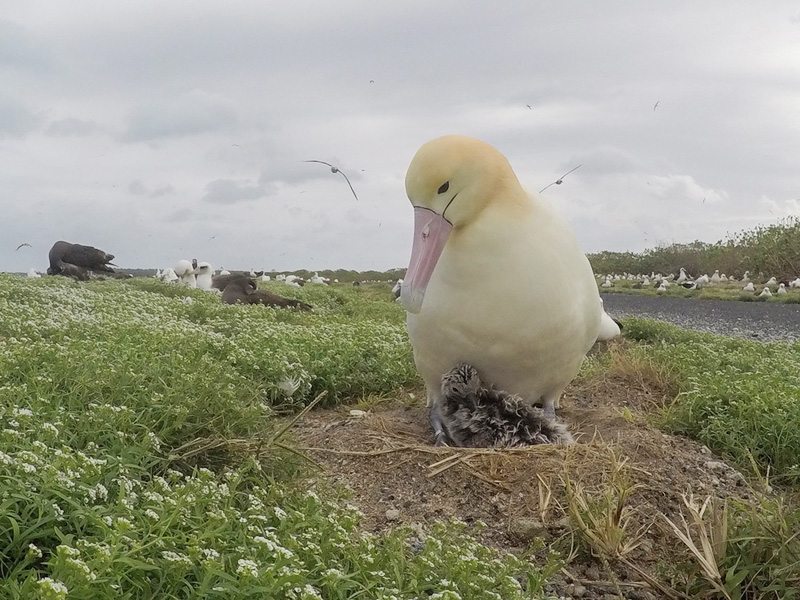 This albatross couple adopted a baby of another species