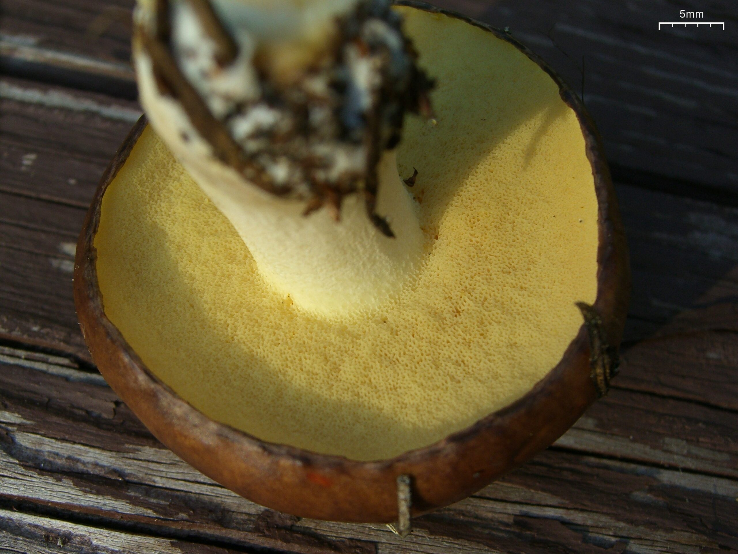 Mushrooms' Spores May Help Bring Rain To Forests