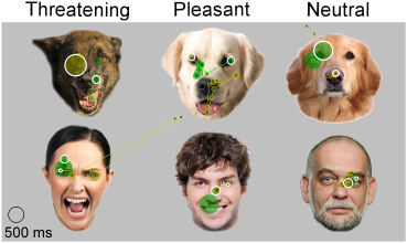 Dogs Know To Look Away When Humans Are Angry
