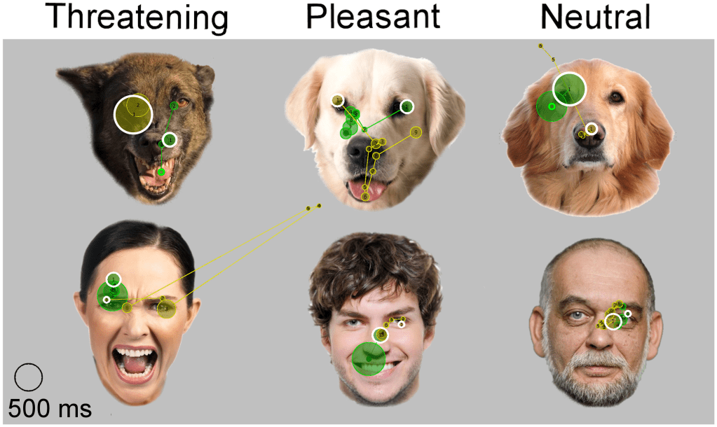 Dogs Know To Look Away When Humans Are Angry