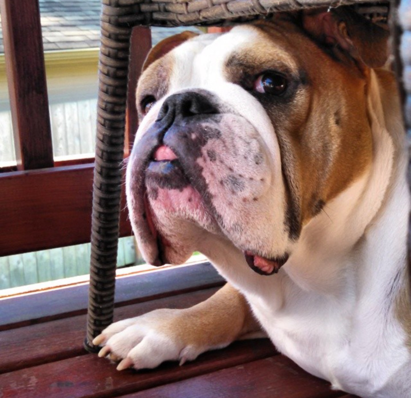 Long Live Dogs (And Everyone)