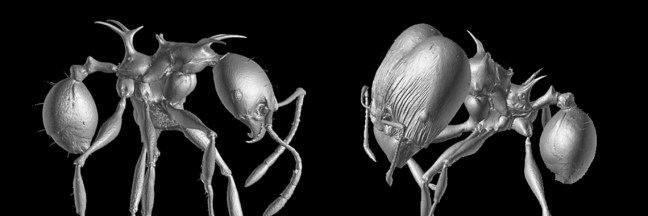 New 'Dragon' Ant Species Are Named After Game Of Thrones Characters