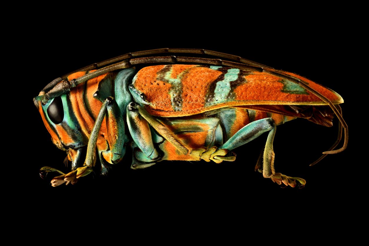 These are the most beautiful pictures of bugs you will ever see