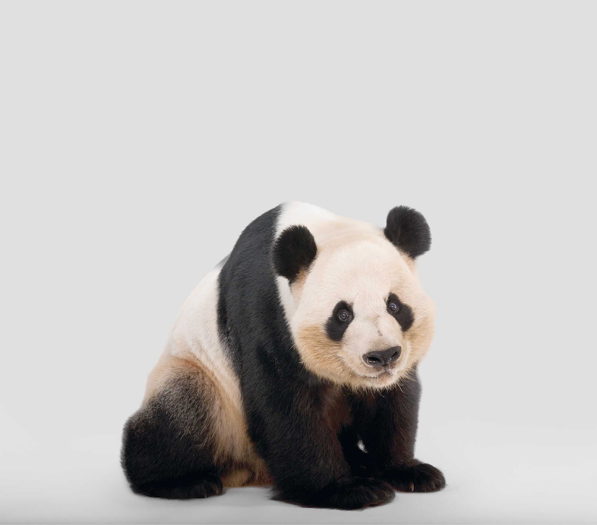 Meet eight species living on the brink, thanks to weather and climate ...