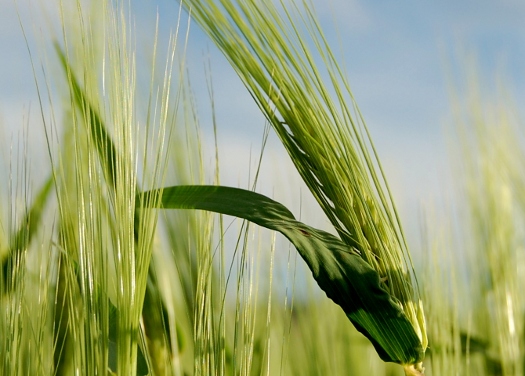 BeerSci: What's The Connection Between Hops And Marijuana?