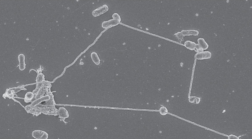 New Fungal Species Found In Salami Delightfully Named 'Penicillium Salamii'