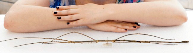 World's Longest Insect Is Two Feet Long