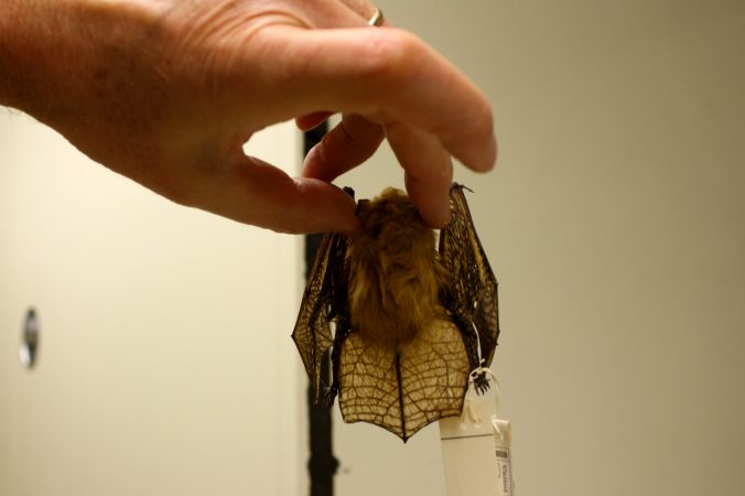 How One Little Yellow-Shouldered Bat Became Seven Different Species