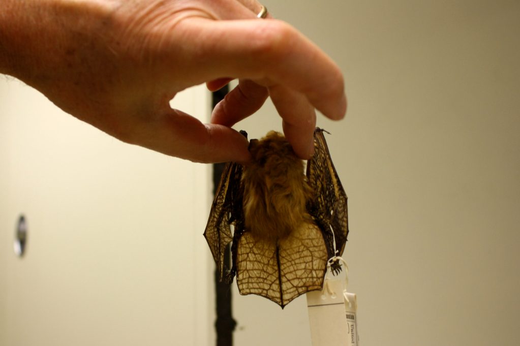 How One Little Yellow-Shouldered Bat Became Seven Different Species