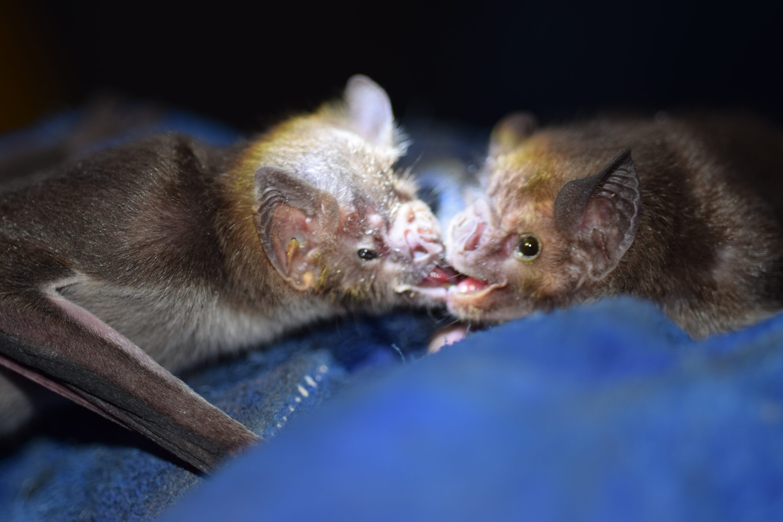 Vampire bats could soon swarm to the United States