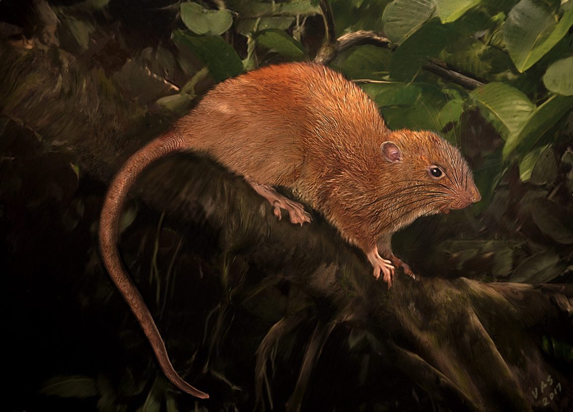 How scientists helped Alaska’s “Rat Island” shake off its namesake rodents