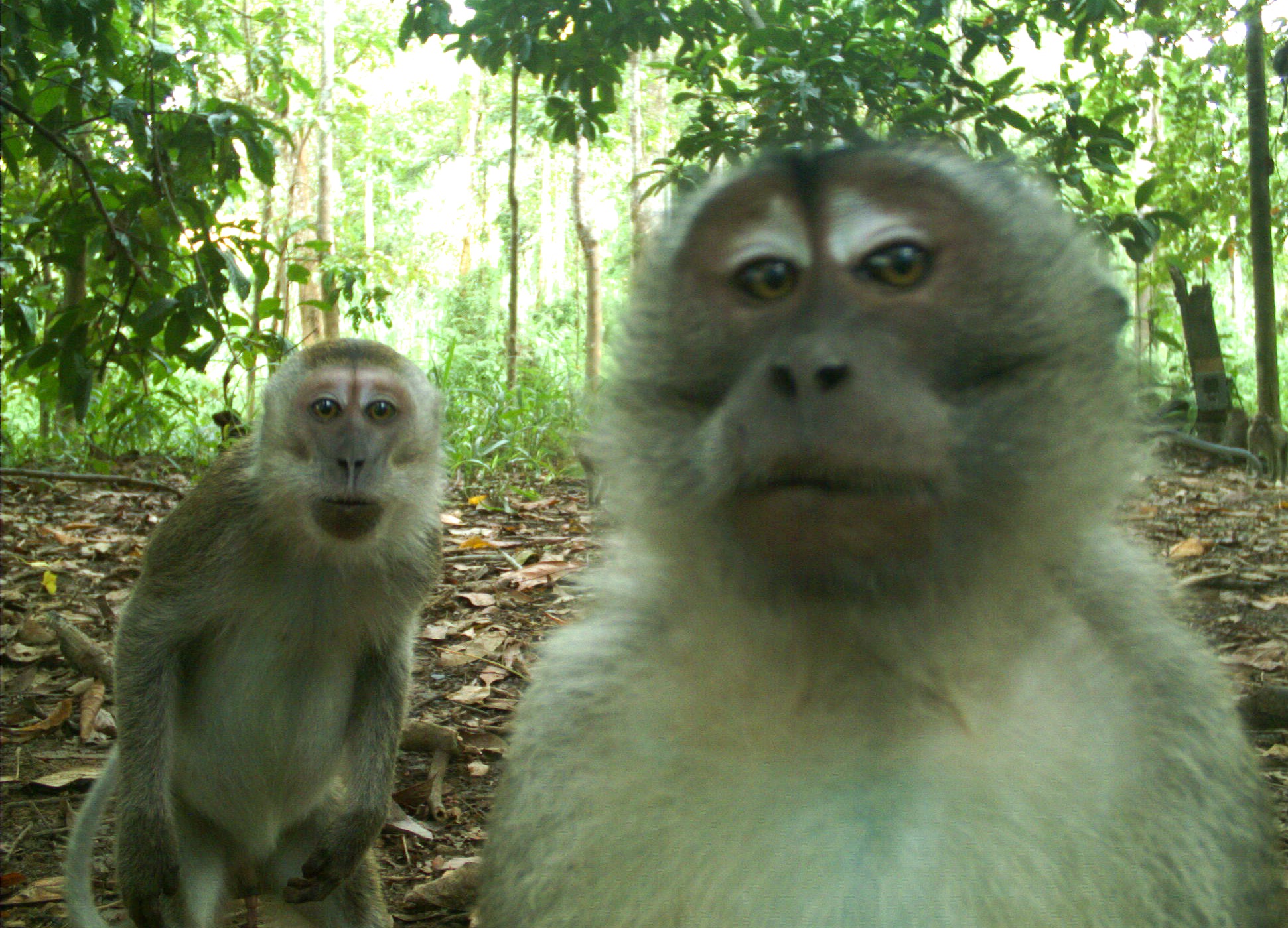 10 embarrassing animal photos captured by camera traps