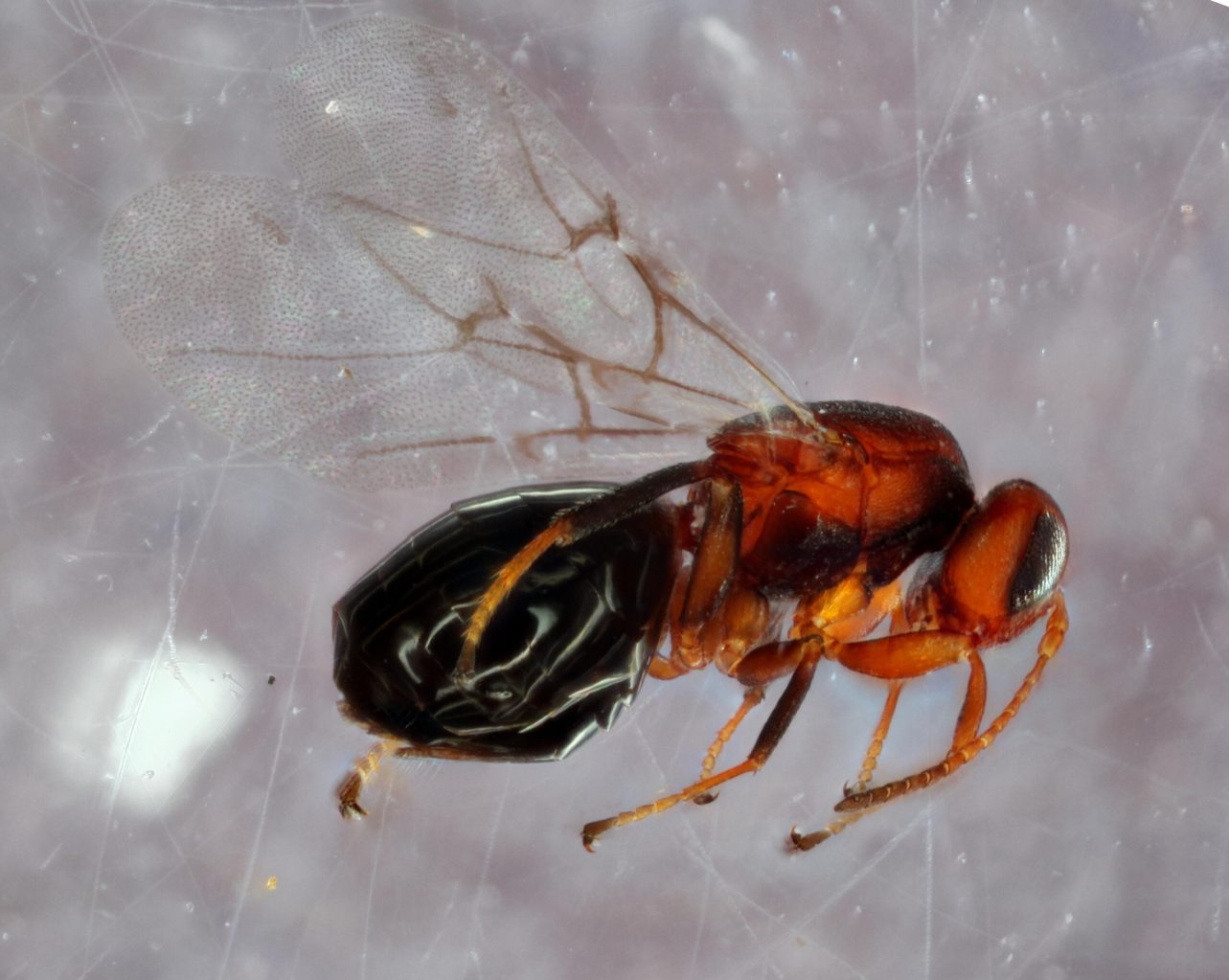This parasitic wasp forces other parasitic wasps to do its dirty work ...