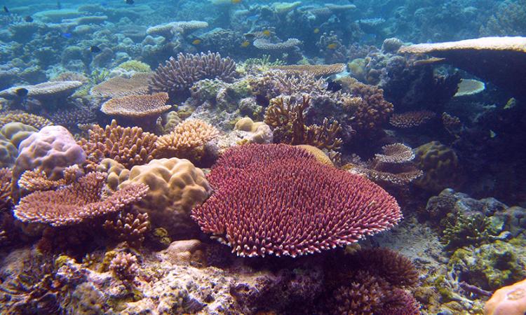 Corals grow in patterns, even if we can’t always see them