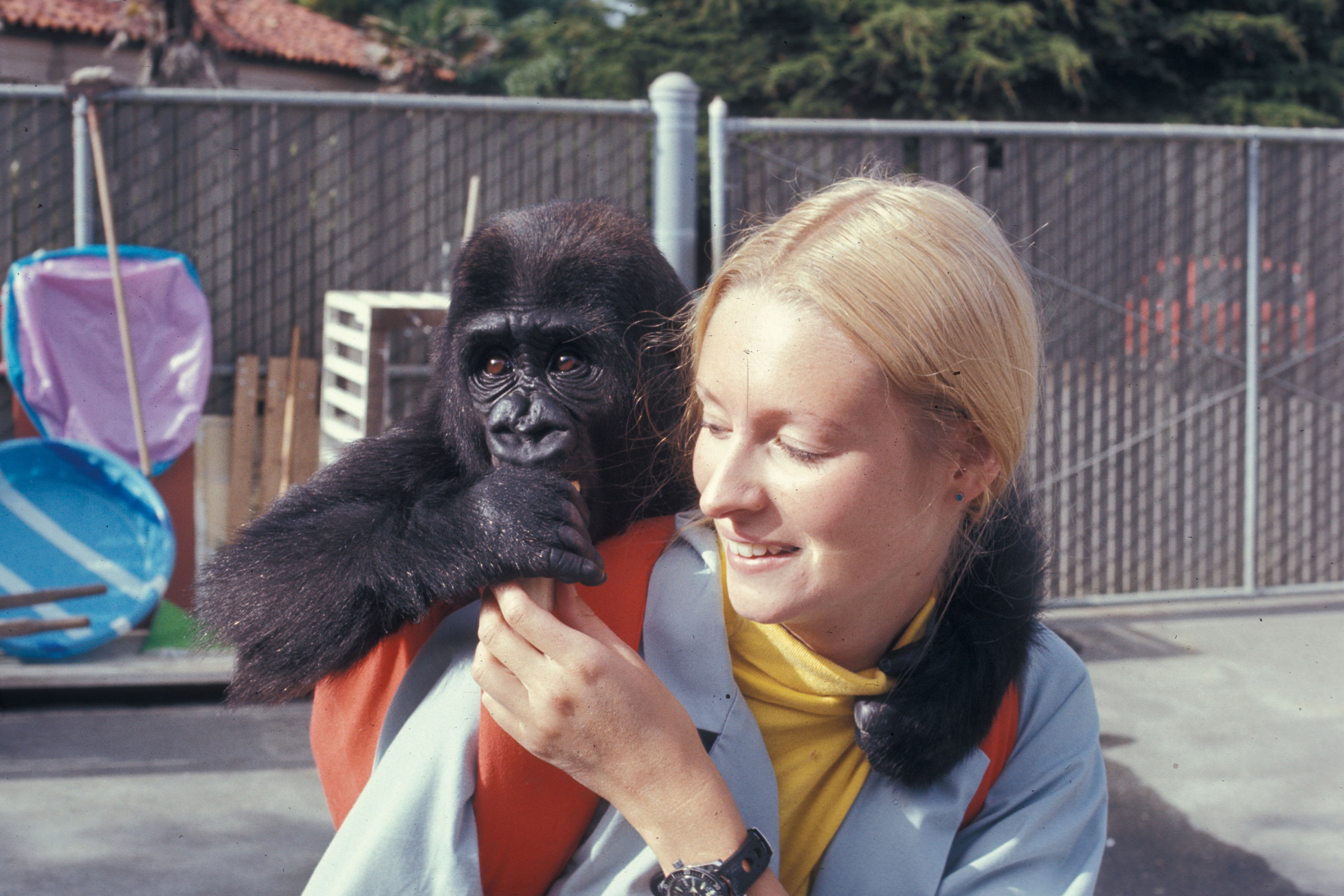 Koko, the beloved gorilla who communicated through sign-language, dies ...