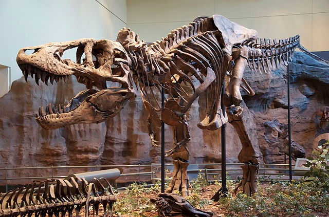 Tyrannosaurus rex had a bone-crushing bite with a force of 8,000 pounds
