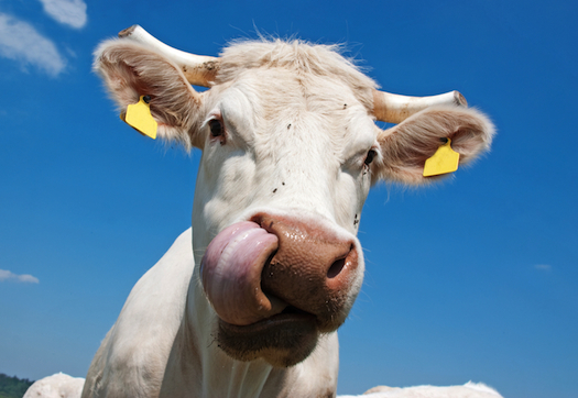 Eating Boogers Could Be Good For You